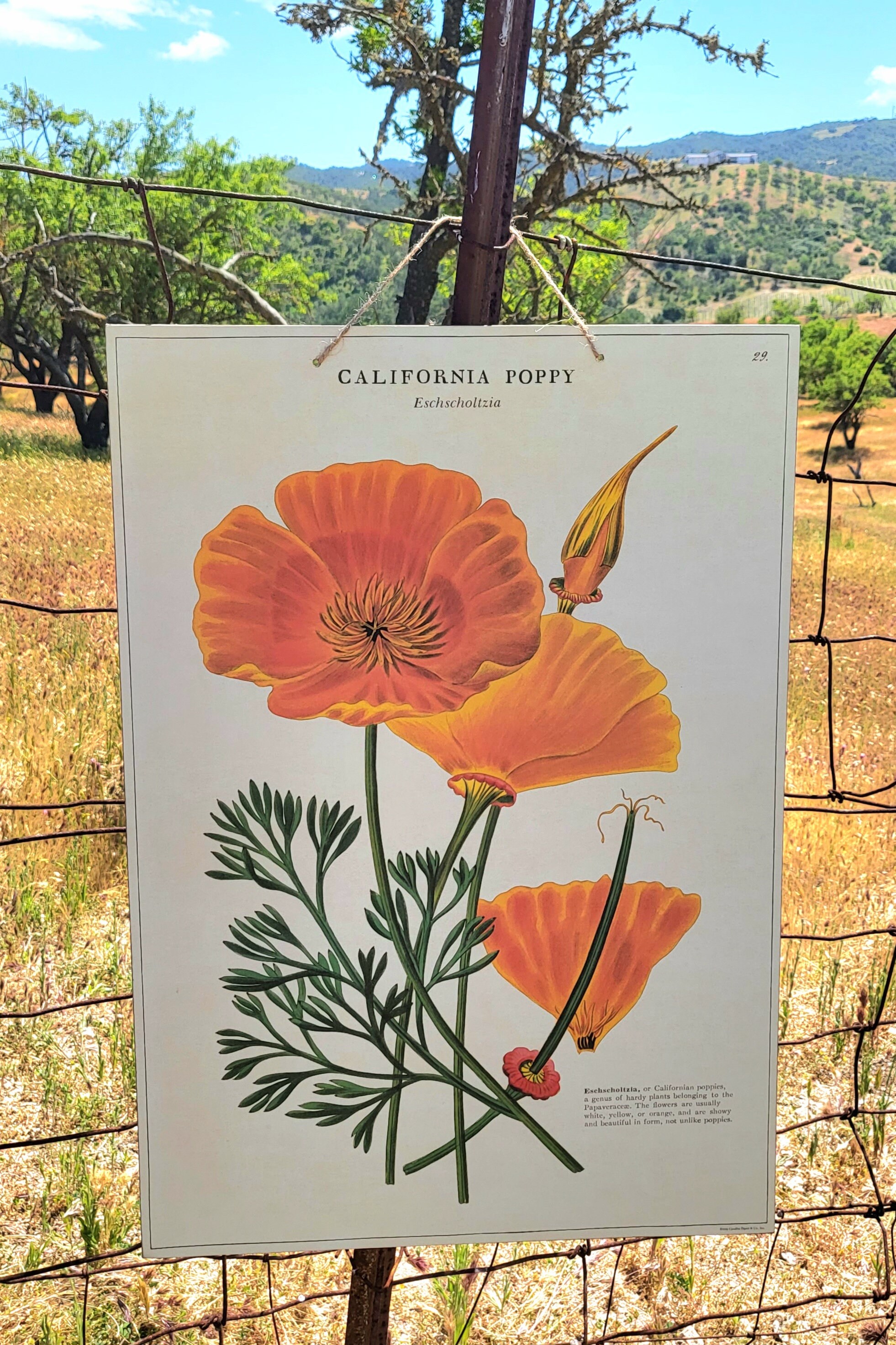 Vintage Wall Posters- Backed and Ready to Hang - Etsy