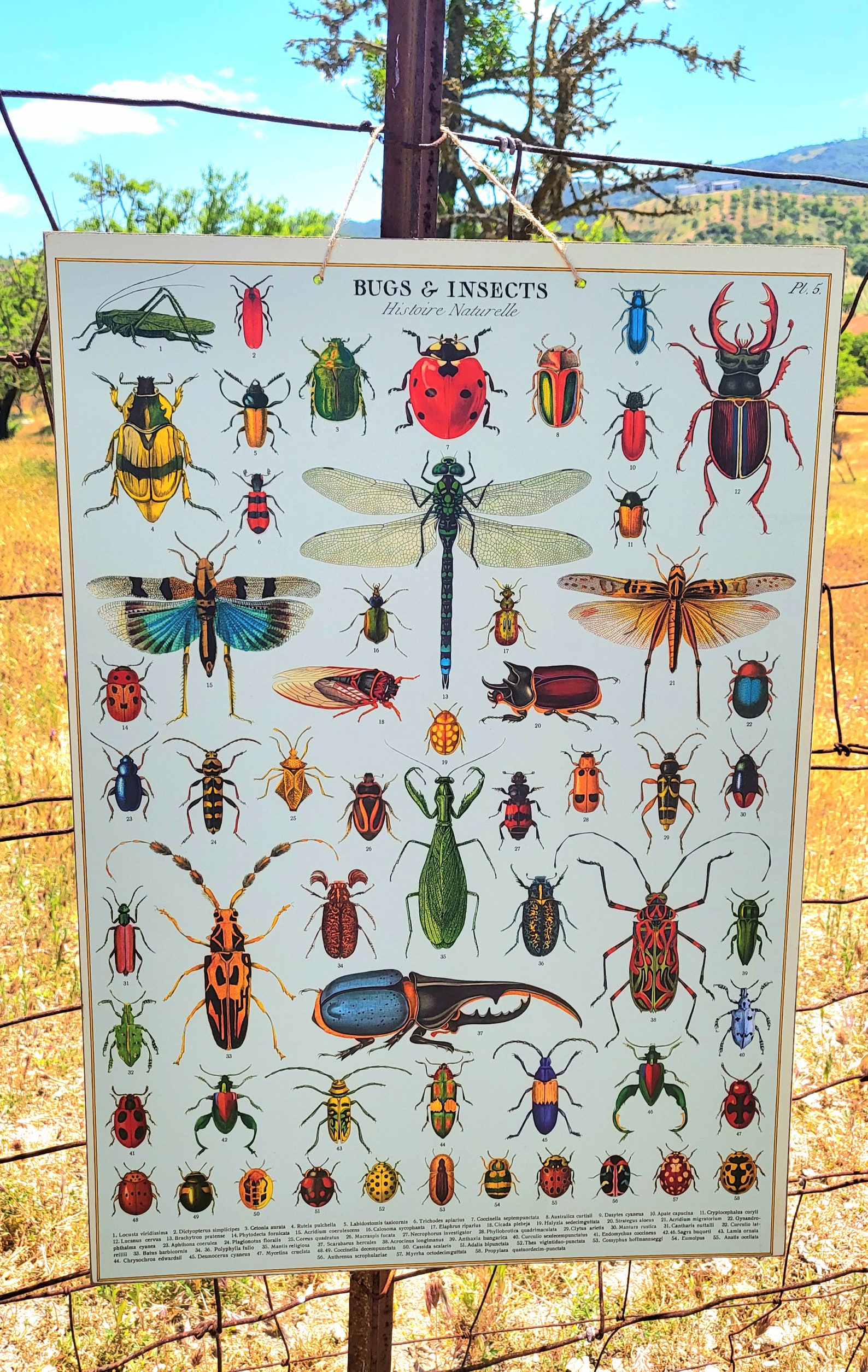 Vintage Wall Posters- Backed and Ready to Hang - Etsy