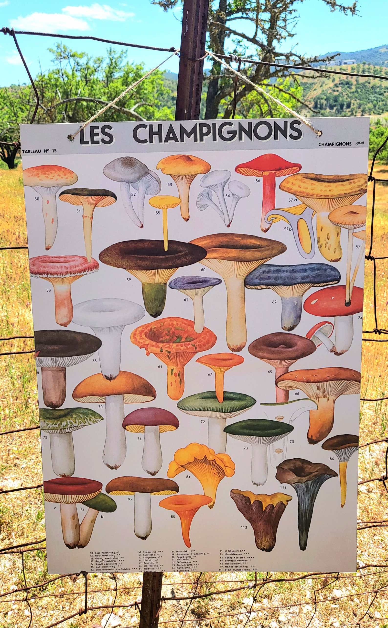 Vintage Wall Posters- Backed and Ready to Hang - Etsy