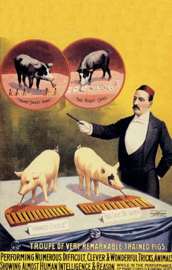 Circus Trained Pig Music Bells Card Tricks Show Smart Vintage | Etsy