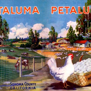 Petaluma Chicken Poultry Farm Cow Farming Sonoma California Vintage ...