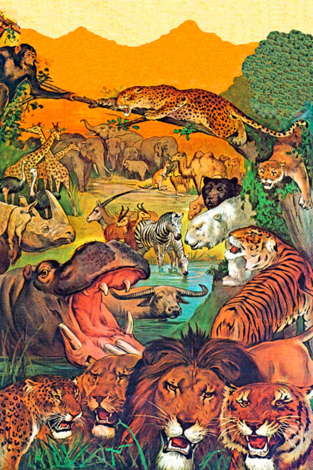 Tiger And Lion And Leopard