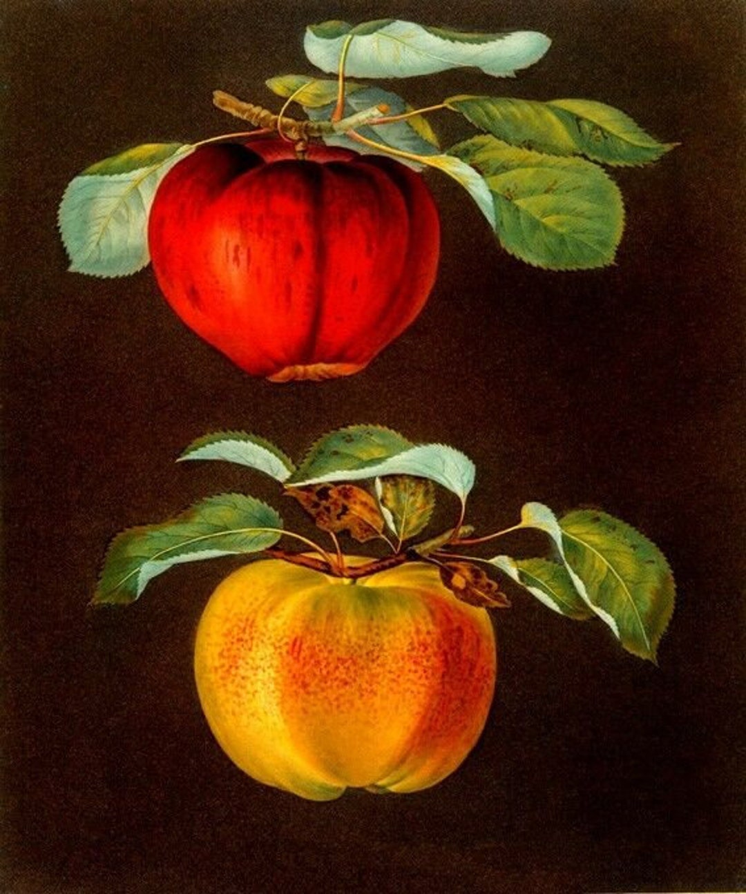 Apples Variety Phoenix Apple Norma's Beauty Fruit by George Brookshaw ...