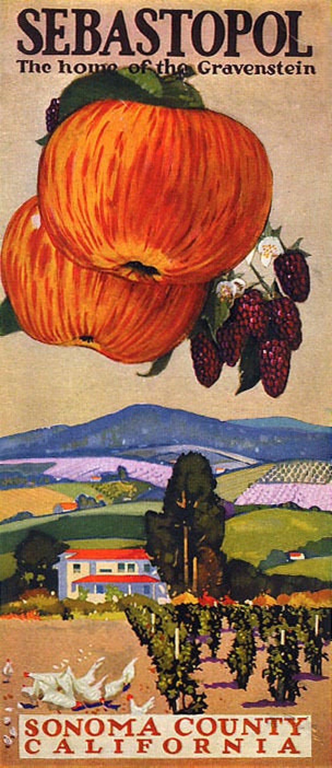 Sebastopol the Home of the Gravestein Apple Farm Usa Vintage - Etsy