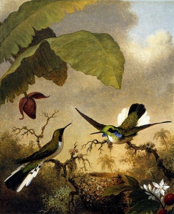 Black Eared Fairy Hummingbirds Bird 1864 Painting By Martin | Etsy