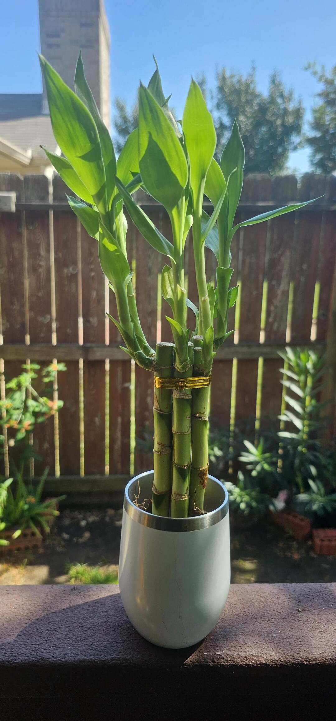Lucky Bamboo Plant: Easy Care, Feng Shui, Decor - Set of 6 [8" Stalks ...