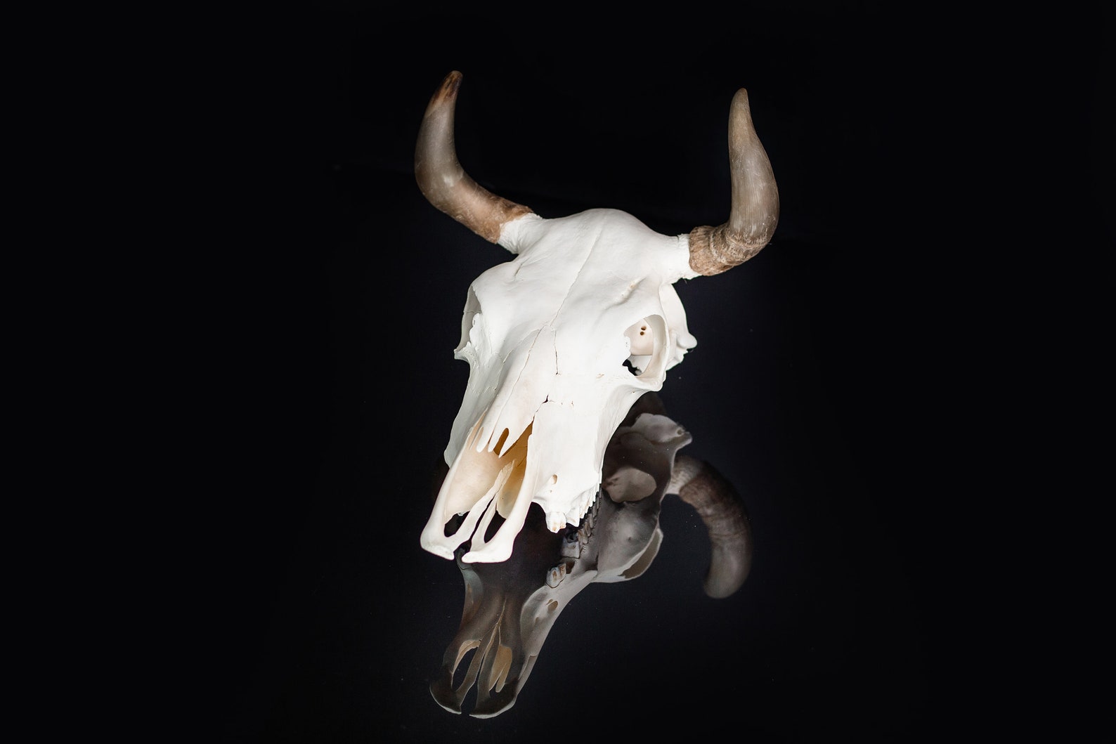 Real Bull Skull Wall Decor / Genuine Bull Skull With Horns Bull Skull ...