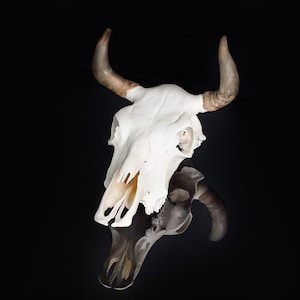 Real Bull Skull Wall Decor / Genuine Bull Skull With Horns Bull Skull ...