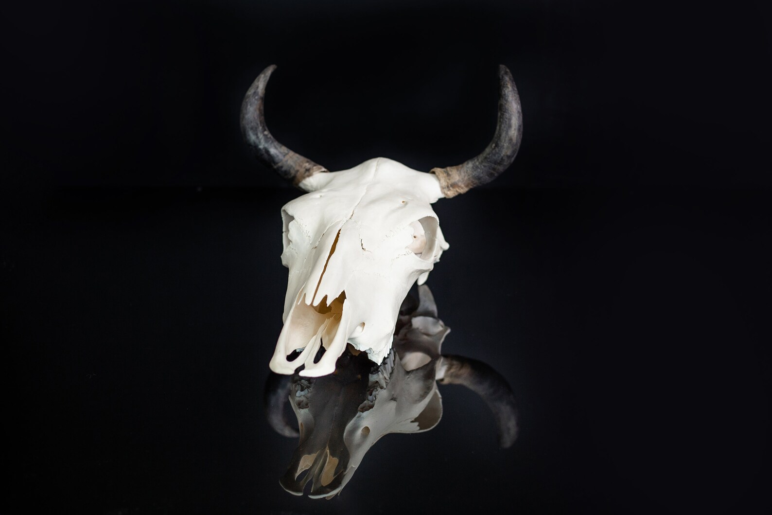 Real Bull Skull Wall Decor / Genuine Bull Skull With Horns Bull Skull ...