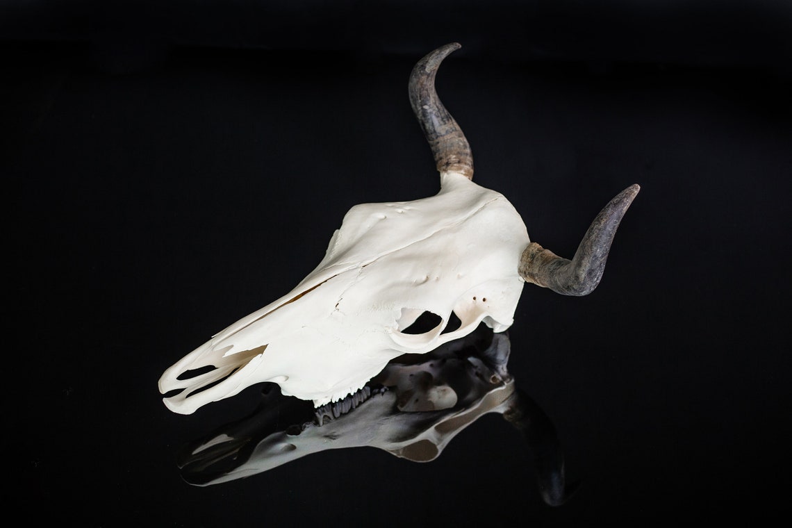 Real Bull Skull Wall Decor / Genuine Bull Skull With Horns Bull Skull ...