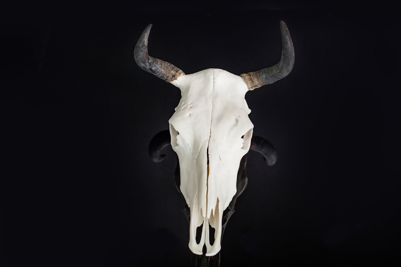 Real Bull Skull Wall Decor / Genuine Bull Skull With Horns Bull Skull ...