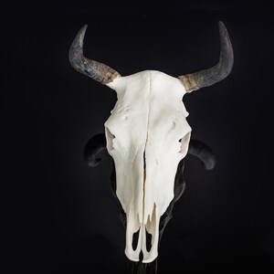 Real Bull Skull Wall Decor / Genuine Bull Skull With Horns Bull Skull ...