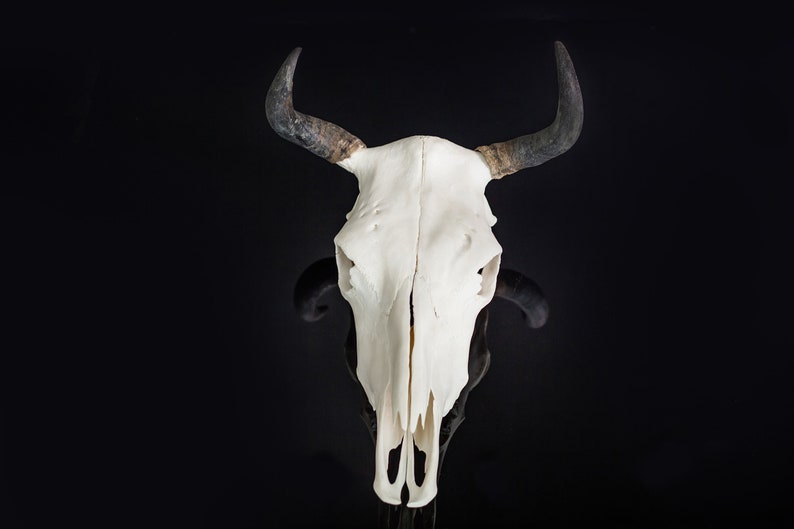 Real Bull Skull Wall Decor / Genuine Bull Skull With Horns Bull Skull ...