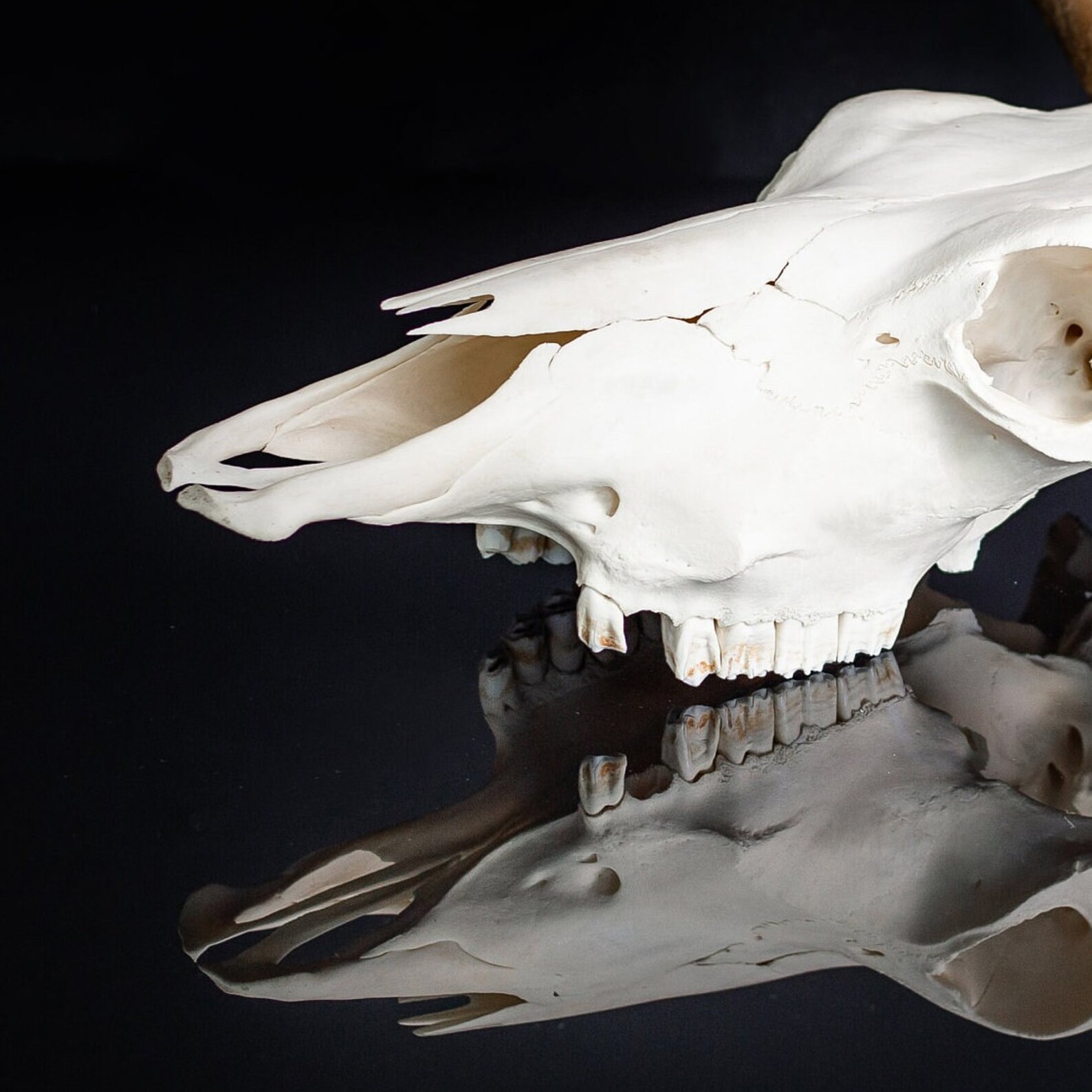 Real Bull Skull Wall Decor / Genuine Bull Skull With Horns Bull Skull ...