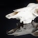 Real Bull Skull Wall Decor / Genuine Bull Skull With Horns Bull Skull ...