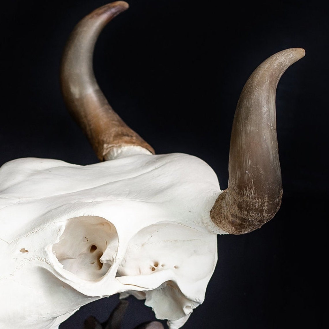 Real Bull Skull Wall Decor / Genuine Bull Skull With Horns Bull Skull ...