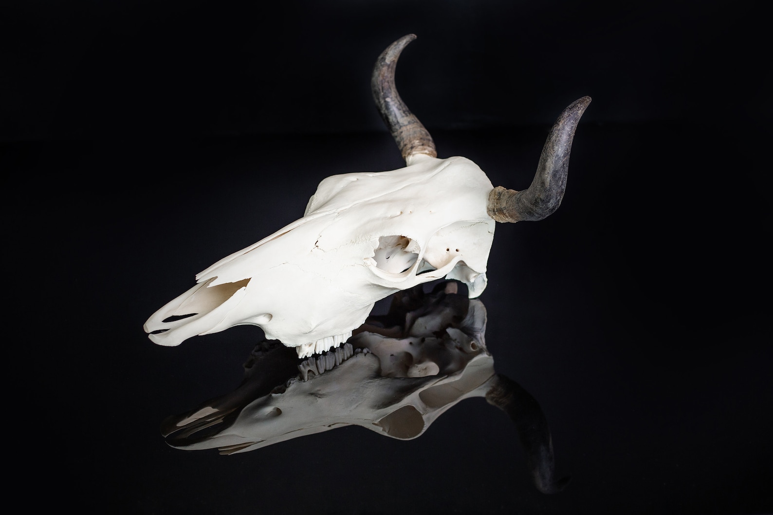 Real Bull Skull Wall Decor / Genuine Bull Skull With Horns Bull Skull ...