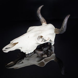 Real Bull Skull Wall Decor / Genuine Bull Skull With Horns Bull Skull ...