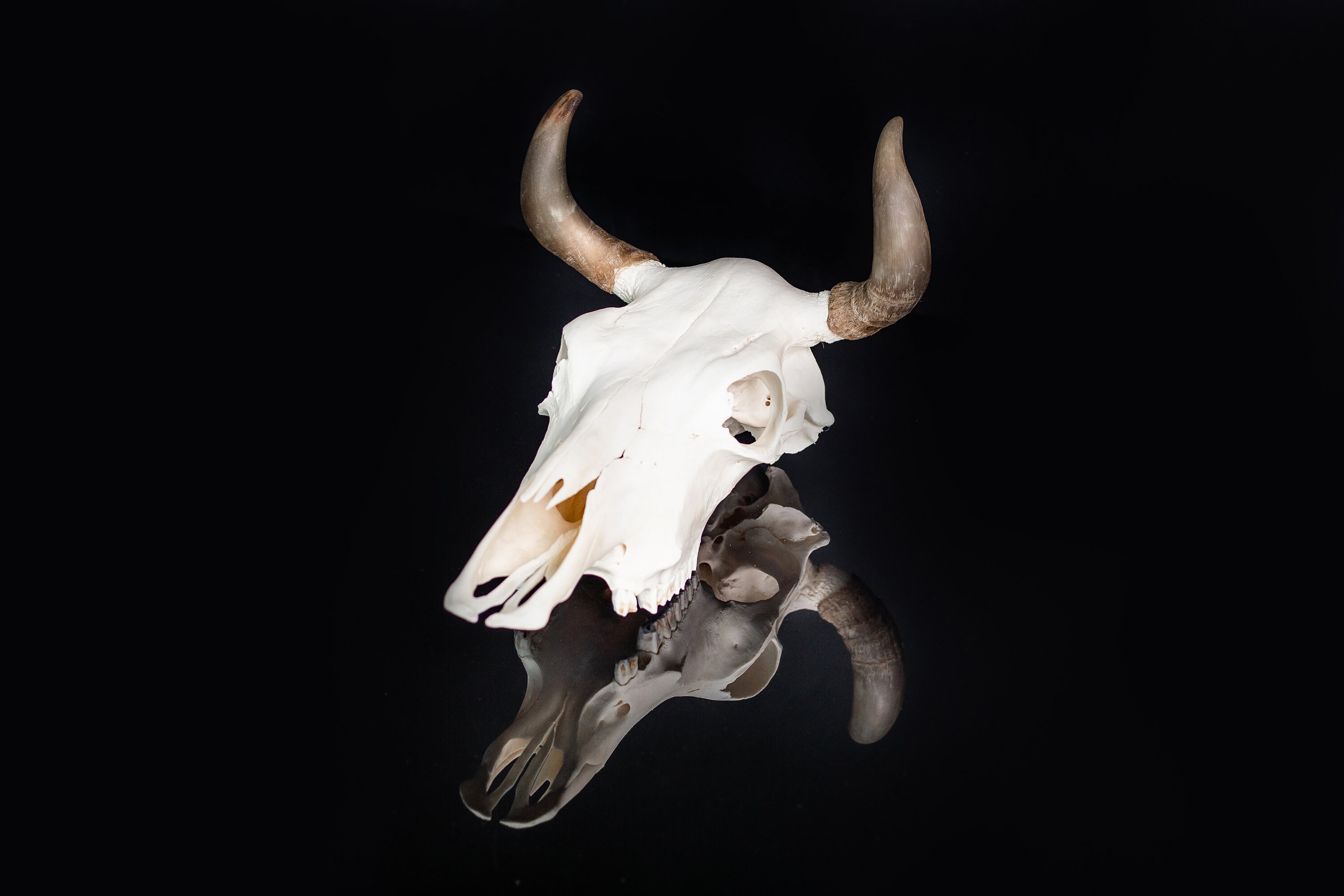 Real Bull Skull Wall Decor / Genuine Bull Skull With Horns Bull Skull ...