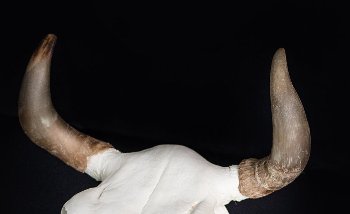 Real Bull Skull Wall Decor / Genuine Bull Skull With Horns Bull Skull ...