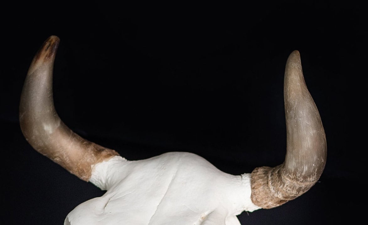 Real Bull Skull Wall Decor / Genuine Bull Skull With Horns Bull Skull ...