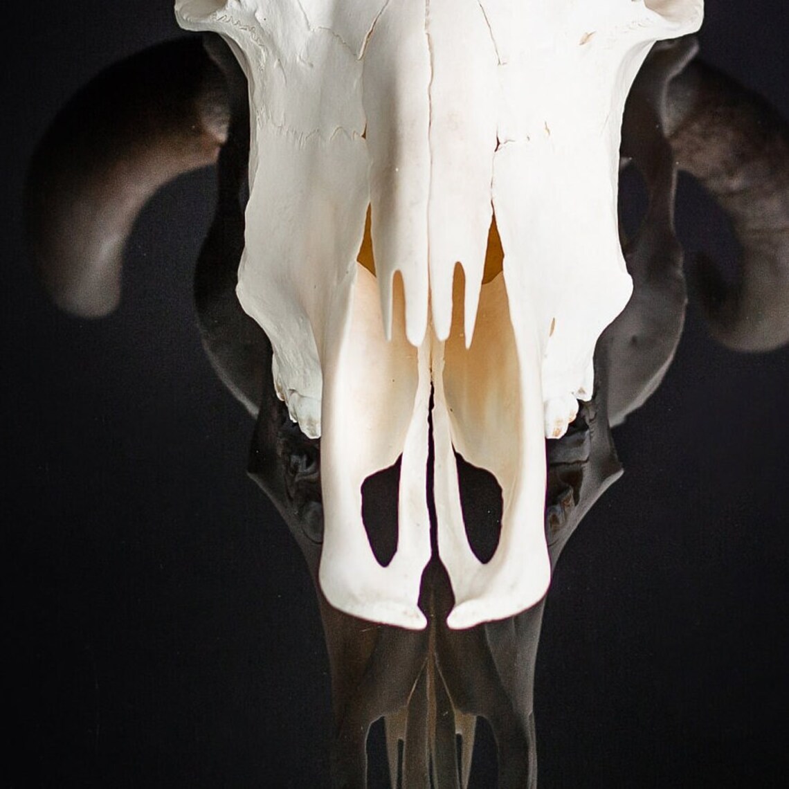 Real Bull Skull Wall Decor / Genuine Bull Skull With Horns Bull Skull ...