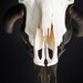 Real Bull Skull Wall Decor / Genuine Bull Skull With Horns Bull Skull ...