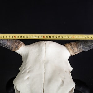 Real Bull Skull Wall Decor / Genuine Bull Skull With Horns Bull Skull ...