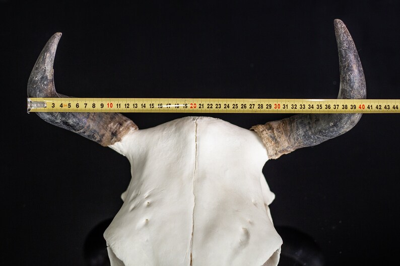 Real Bull Skull Wall Decor / Genuine Bull Skull With Horns Bull Skull ...