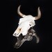 Real Bull Skull Wall Decor / Genuine Bull Skull With Horns Bull Skull ...