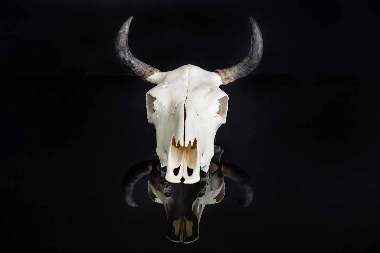 Real Bull Skull Wall Decor / Genuine Bull Skull With Horns Bull Skull ...