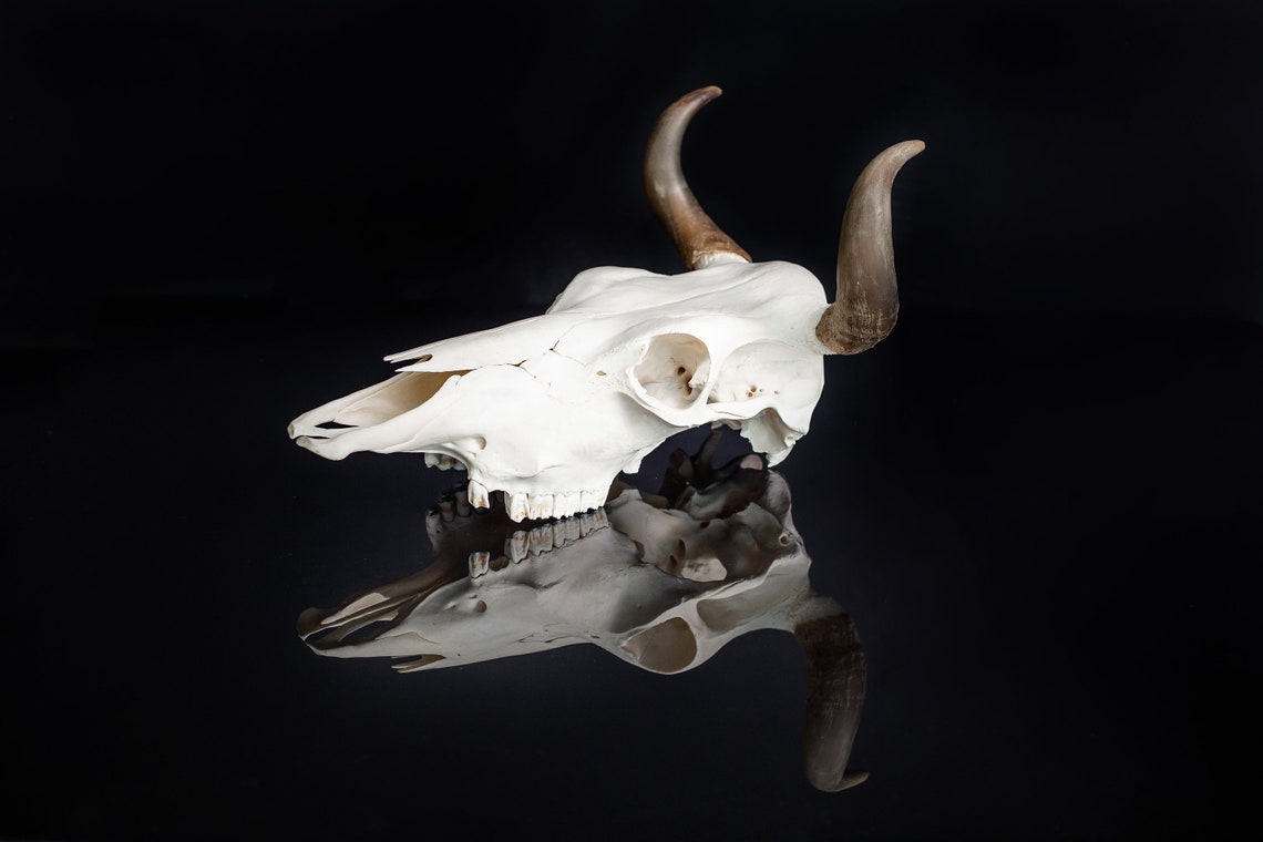 Real Bull Skull Wall Decor / Genuine Bull Skull With Horns Bull Skull ...