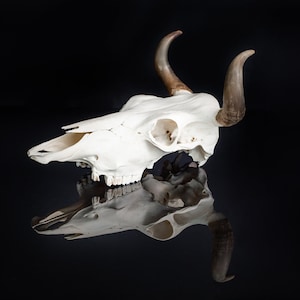 Real Bull Skull Wall Decor / Genuine Bull Skull With Horns Bull Skull ...