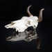 Real Bull Skull Wall Decor / Genuine Bull Skull With Horns Bull Skull ...