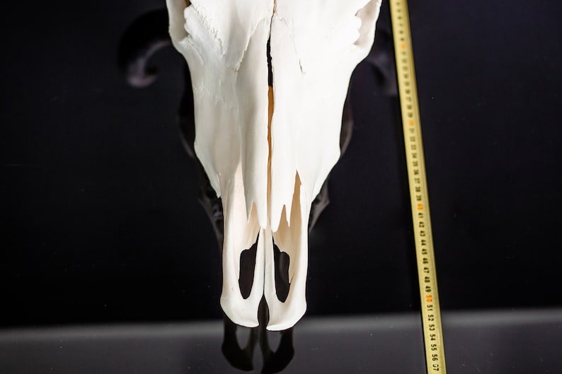 Real Bull Skull Wall Decor / Genuine Bull Skull With Horns Bull Skull ...