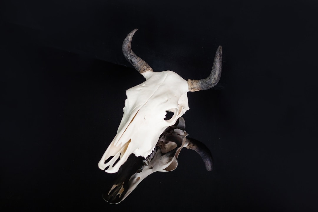 Real Bull Skull Wall Decor / Genuine Bull Skull With Horns Bull Skull ...
