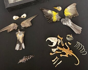 Skeleton Shadow Box | Etsy