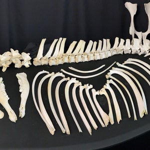 XL Large Elk Atlas Axis Vertebra Sacrum Ribs Jaw Pelvis - Etsy