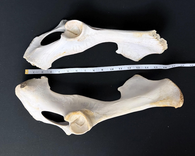 Extra Large Elk Vertebra, Ribs and Pelvic - Etsy