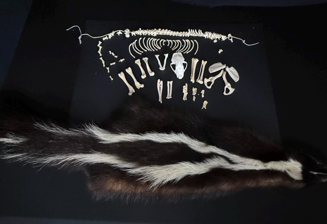 Skunk Skelton - Skull, Vertebra, Scapula, Pelvic, Tail, Ribs, Vertebra ...