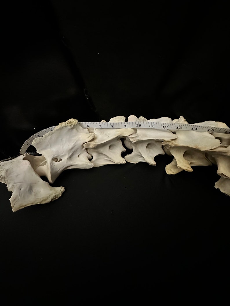 XL Large Elk Atlas Axis Vertebra Sacrum Ribs Jaw Pelvis - Etsy