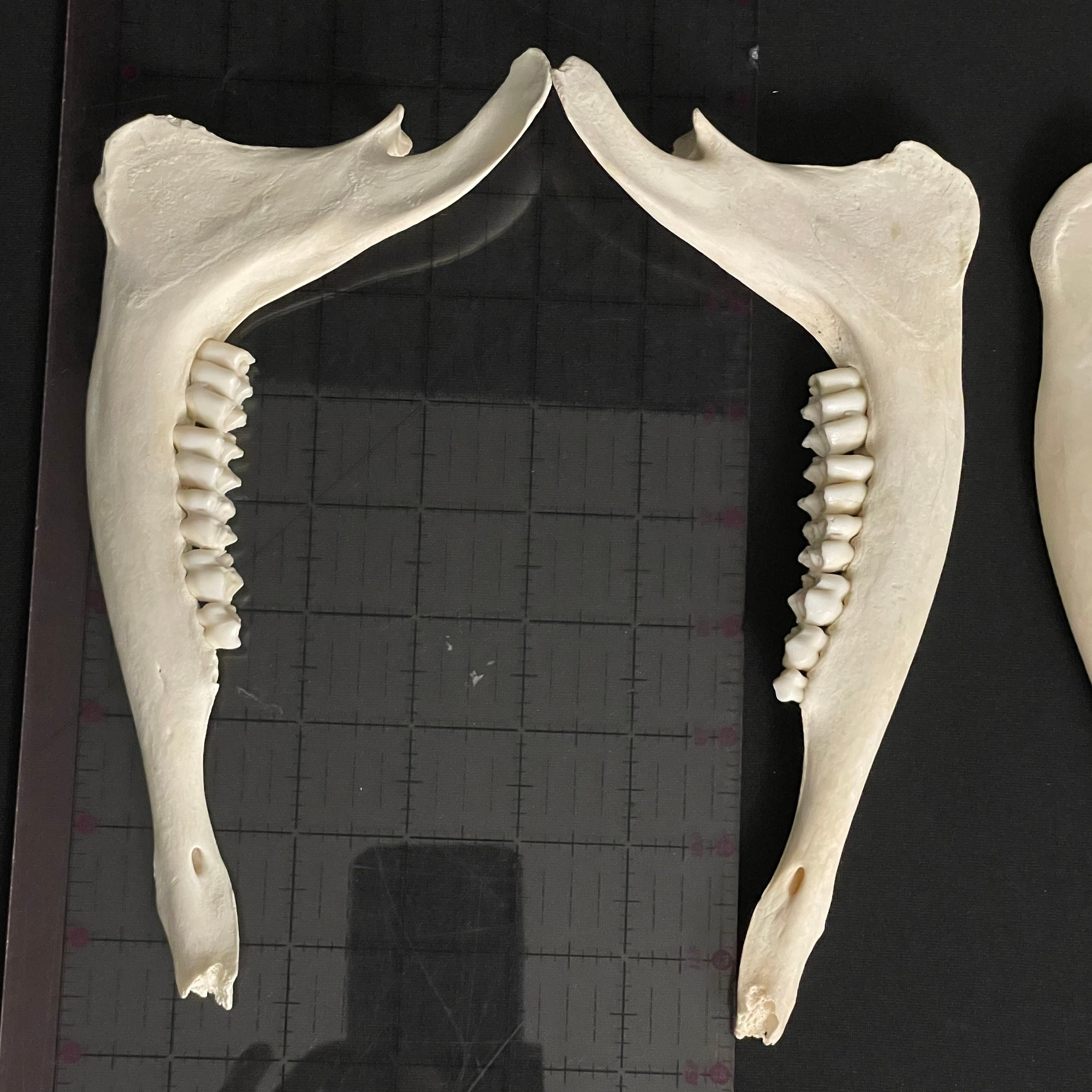 3 Pair Deer Jaw Bones Craft Grade | Etsy