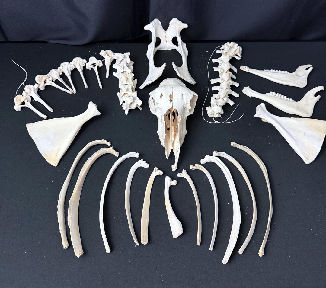 Sheep Skull, Jaw, Vertebra, Ribs, Skapula and Pelvic Bones - Etsy