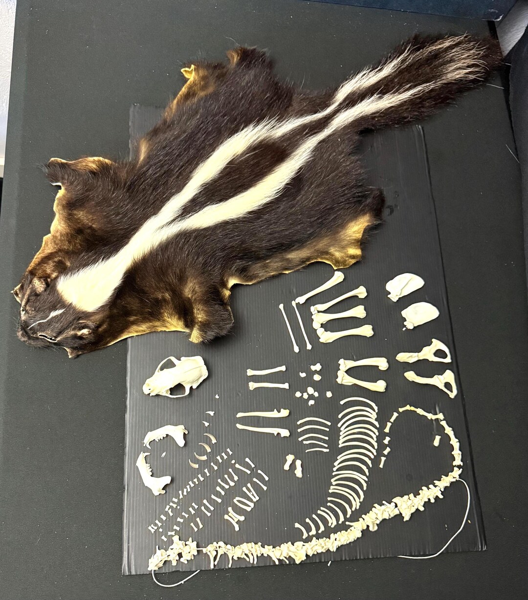 Skunk Skelton - Skull, Vertebra, Scapula, Pelvic, Tail, Ribs, Vertebra ...