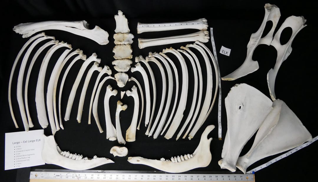 Large Elk Bones 25 Ribs, Scapula W/bullet Hole, Jaw, Leg, Pelvic and ...