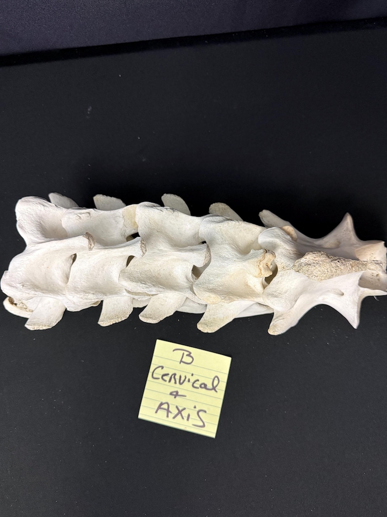 Holy Cow (bovine) Skull, Vertebrae, Legs, Scapula, and Ribs - Etsy