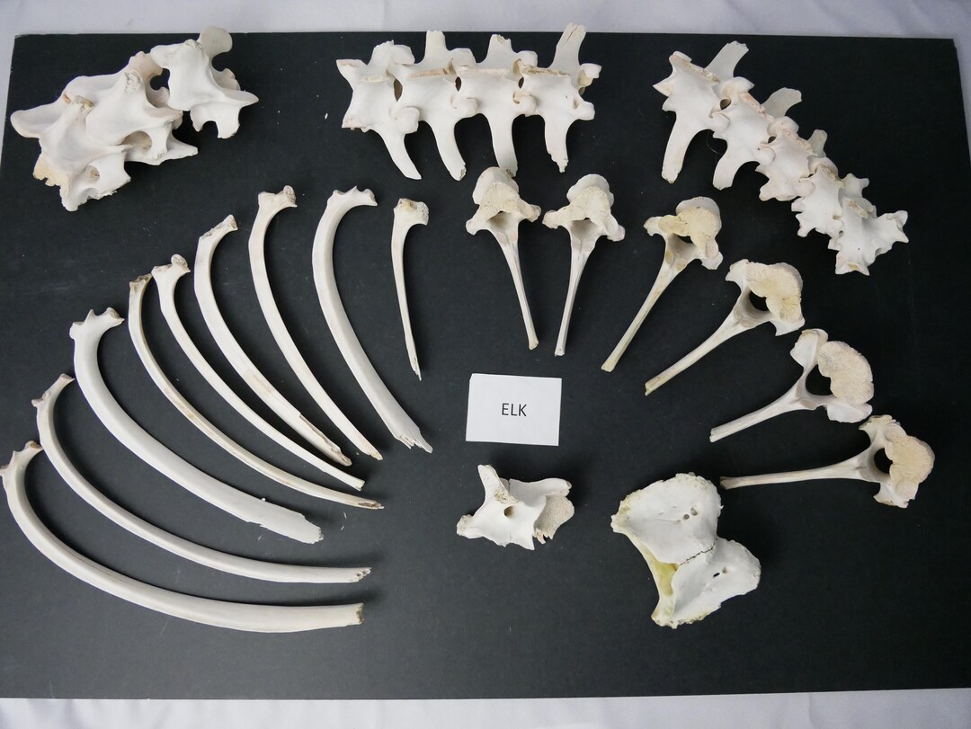 Small Elk 18 Vertebra, Atlas and 9 Ribs Bones - Etsy