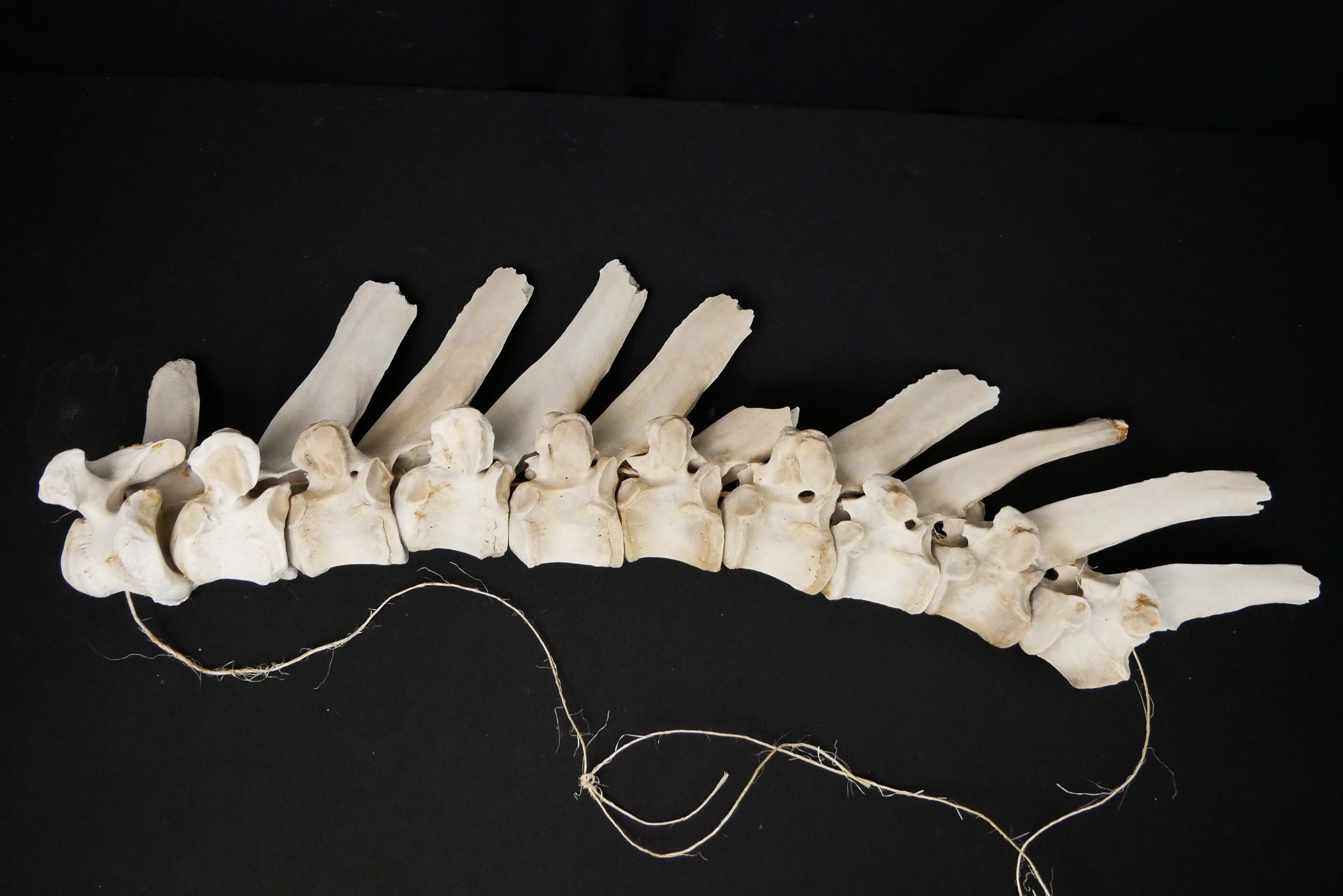 Cow Thoracic Vertebrae