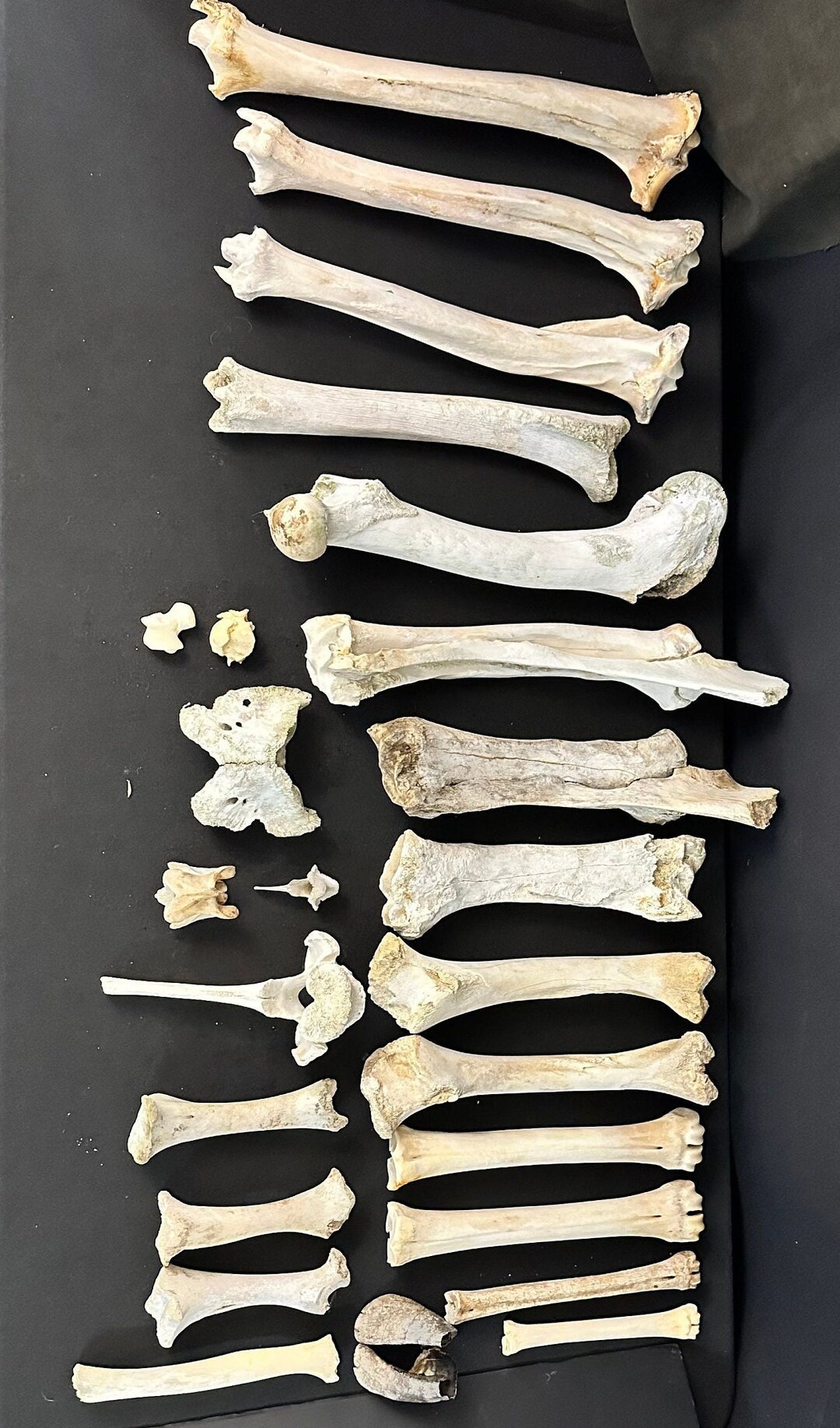 LG Assortment of Elk Cattle Deer 17 Leg Bones 3 Vertebra 1 - Etsy