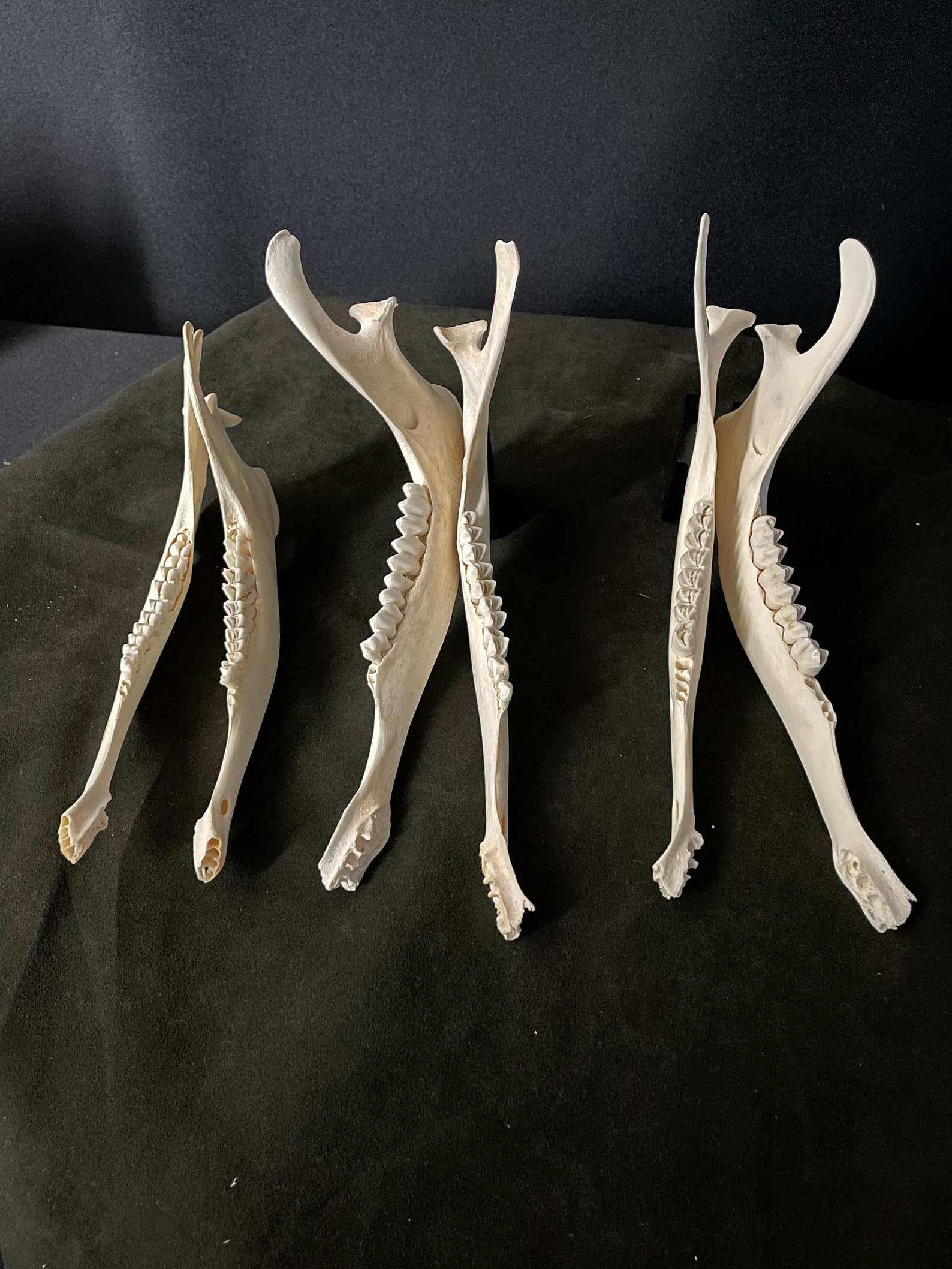 3 Pair Deer Jaw Bones Craft Grade | Etsy India